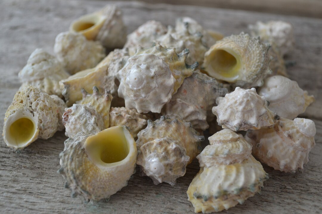 Astraea Calcar Shells, Spurred Turban Shells (1 - 1.5") | 10 Pieces - Etsy