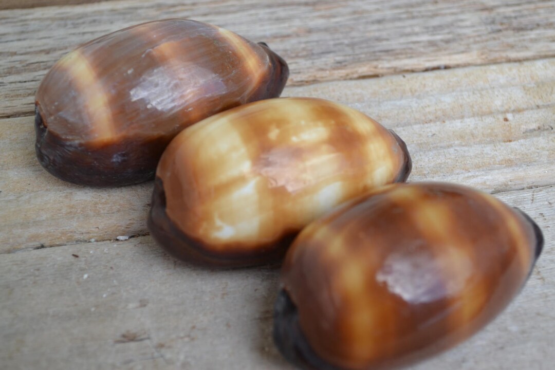 Mole Cowrie, Cypraea Talpa (2-3") | 1 Piece - Etsy