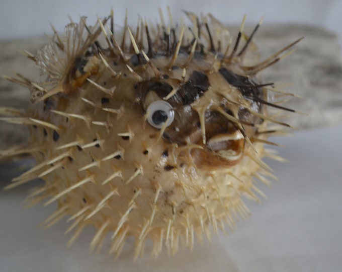 Tiki Lamp Puffer Fish in Float Glass Light Pendant Ceiling Decor Bar ...
