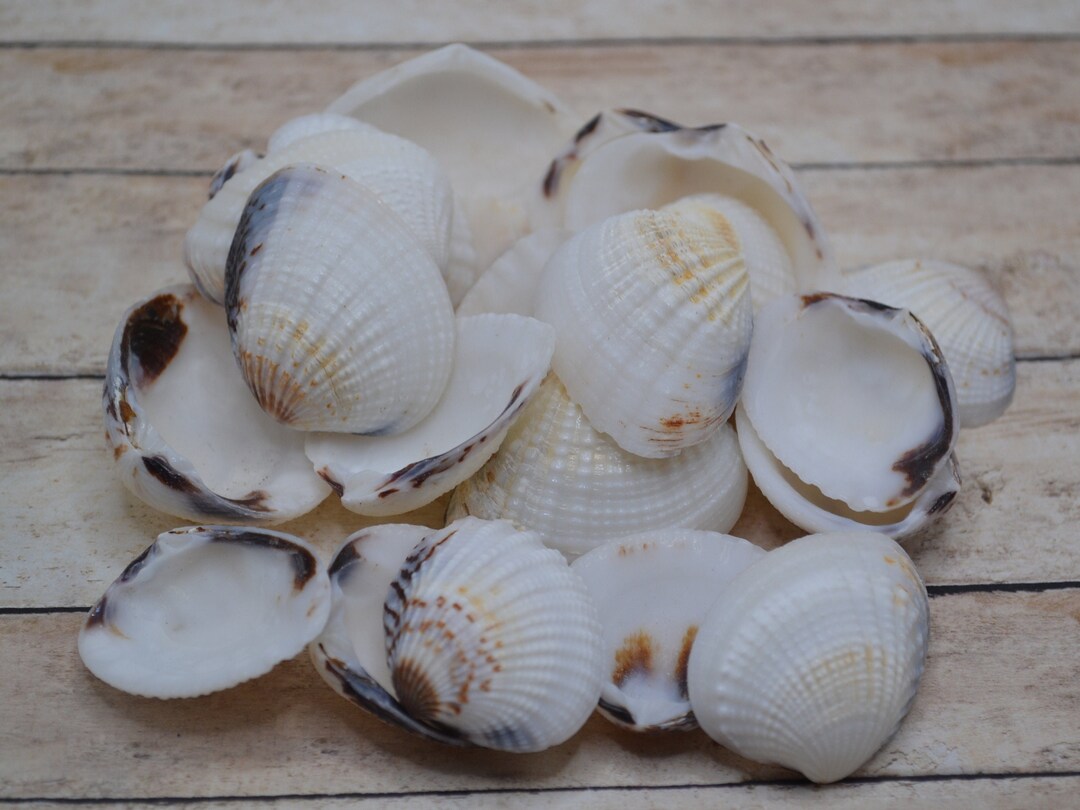 Semi White Clam Shell, Cardita Gatarium Tumidum | 20 Shells - Etsy