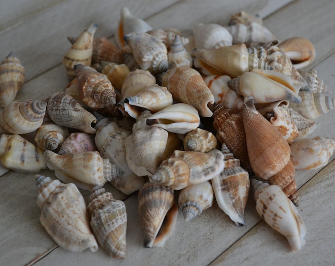 Strombus Mutabilis, Shells of Aquarius (1.25 - 2.5") | 10 Pieces - Etsy