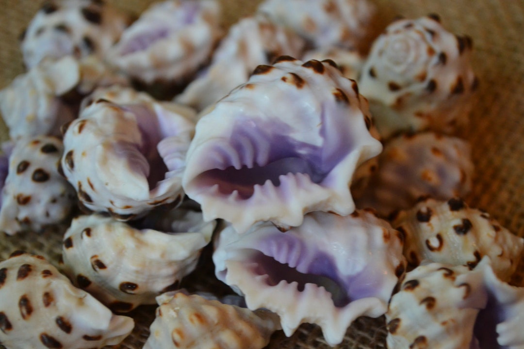 Purple Drupa, Drupa Shells, Drupa Morum Murex (1-1.5") | 5 Pieces - Etsy