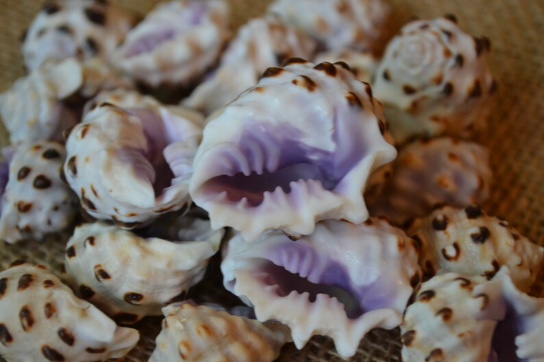 Purple Drupa Drupa Shells Drupa Morum Murex 1-1.5 | Etsy