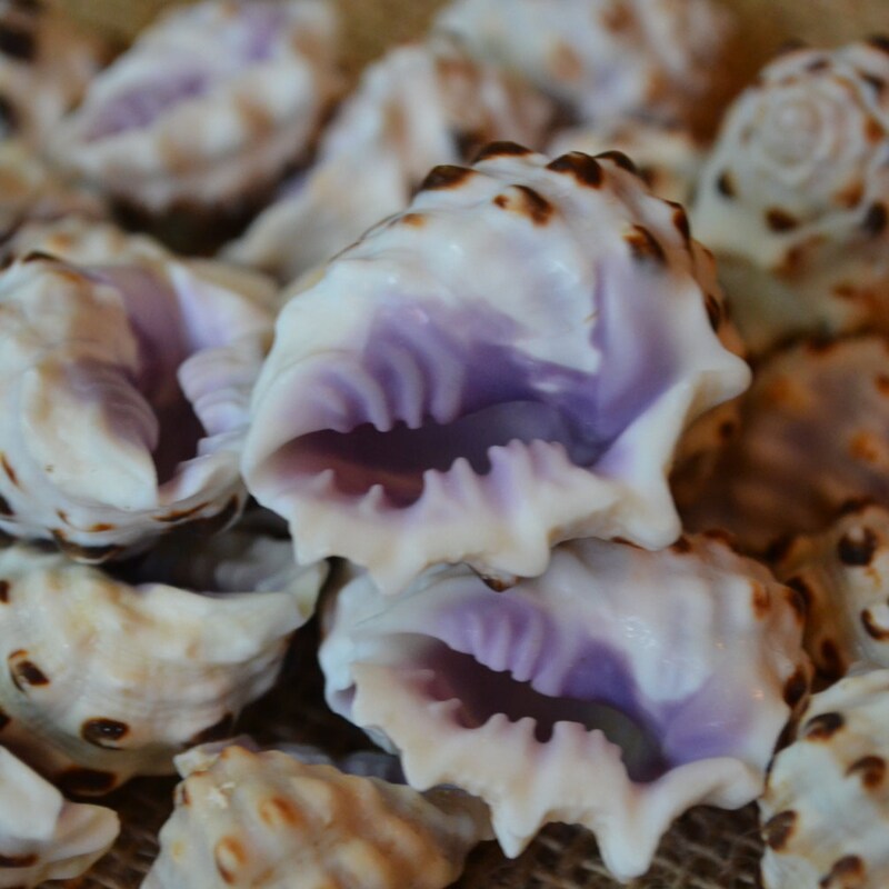 Tyrian Purple - Etsy