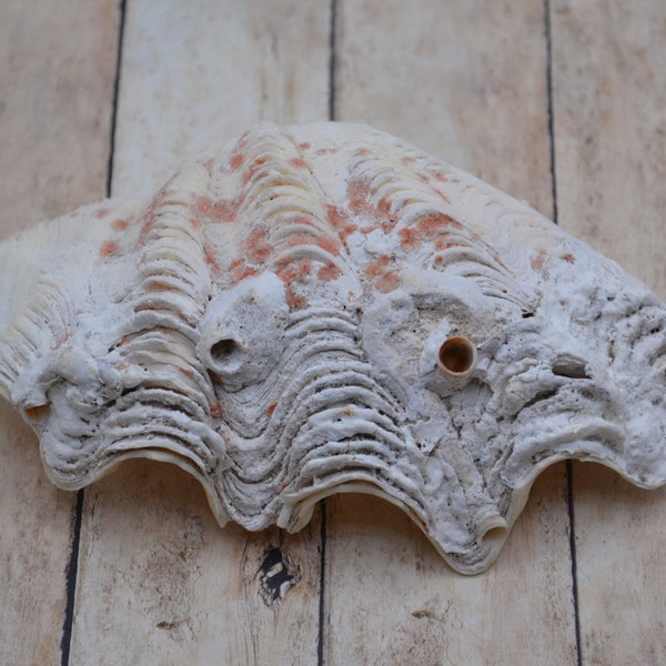 Clam Shell Bowl - Etsy