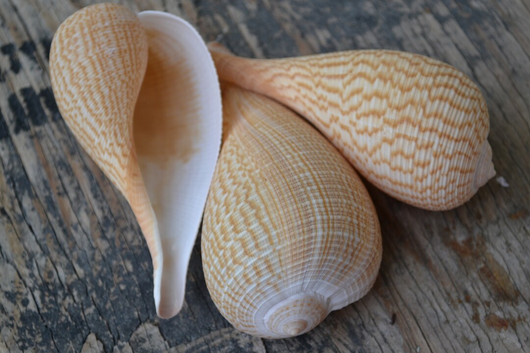 Paper Fig Shell (5") | 1 Piece - Etsy