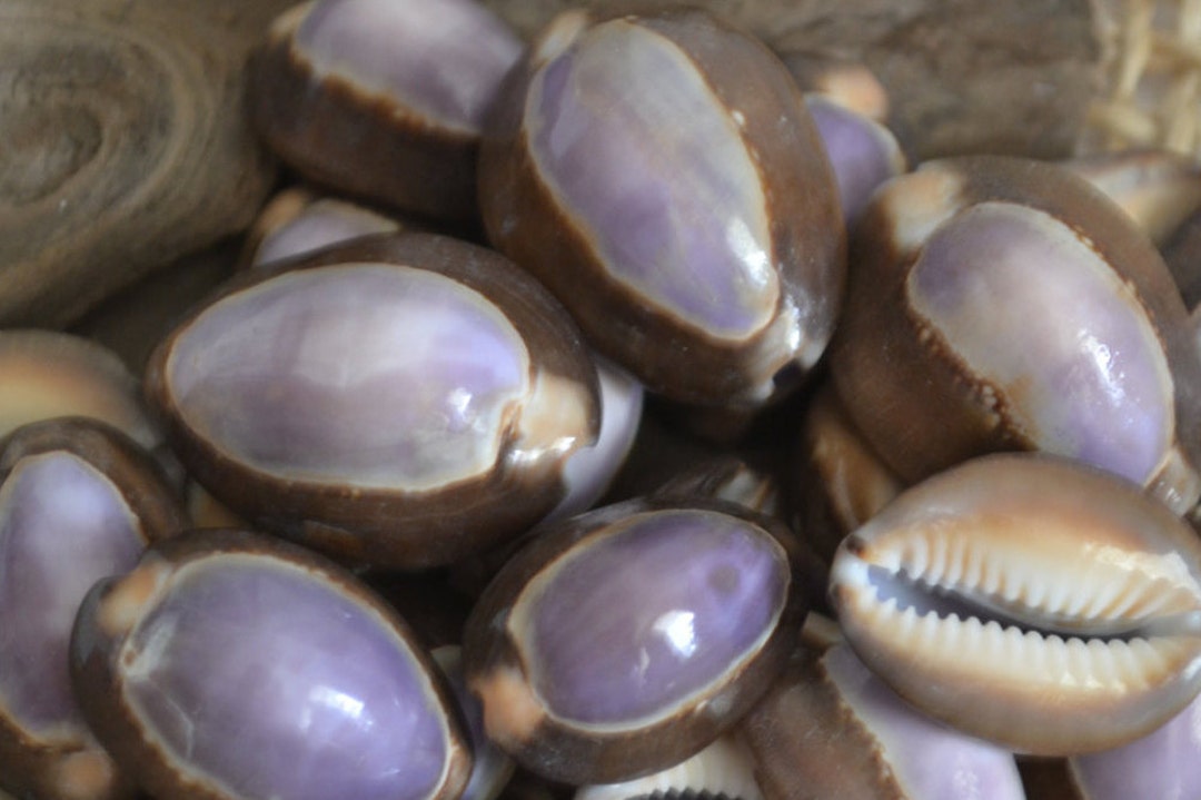Purple Top Serpent Head Cowrie Seashells (3/4 - 1') | 10 Pieces - Etsy