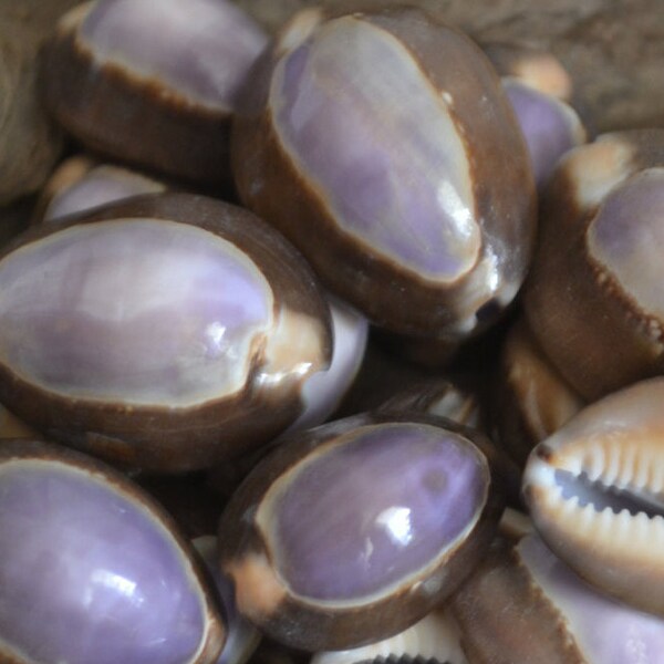 Purple Cowrie - Etsy