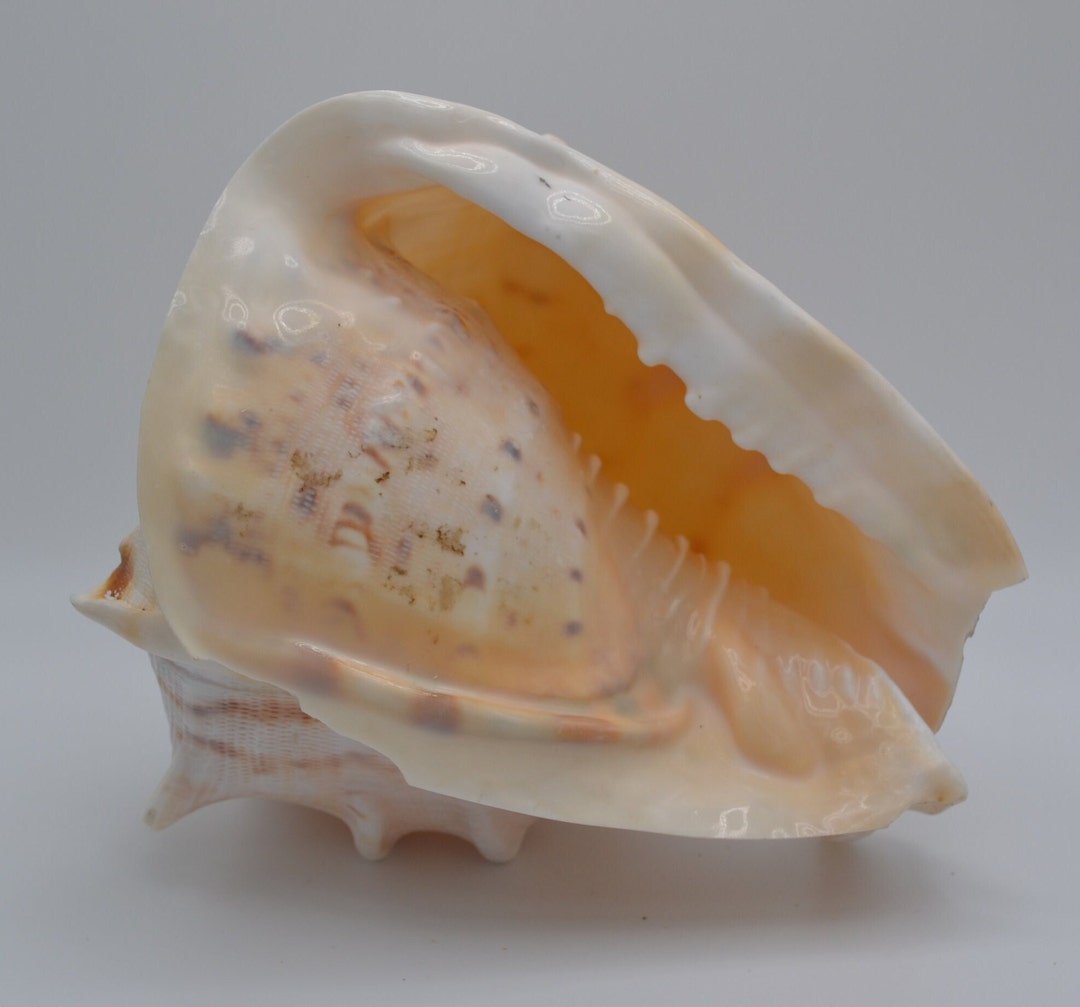 Cassis Cornata, Queen Horned Helmet Shell GS107 1 Shell - Etsy