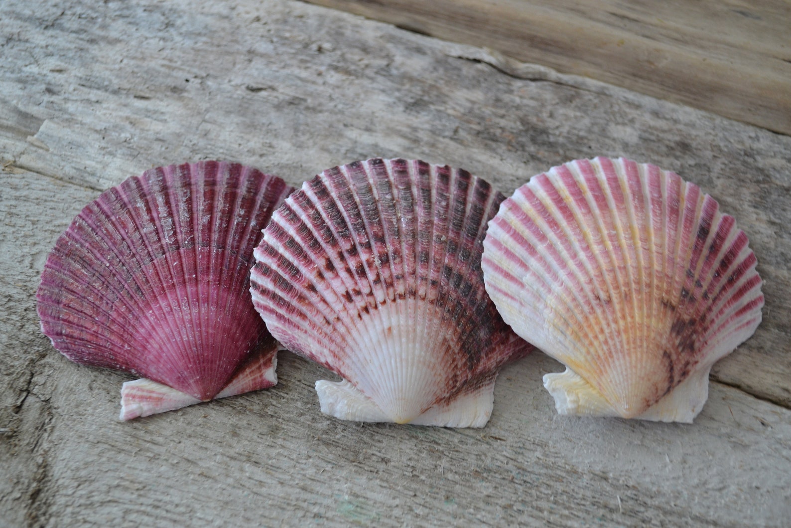 Purple Pecten Scallop Shell Halves 2-2.5 5 Pieces - Etsy
