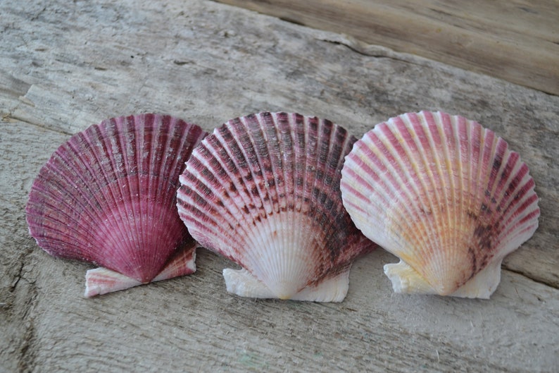 Purple Pecten Scallop Shell Halves 2-2.5 5 Pieces - Etsy