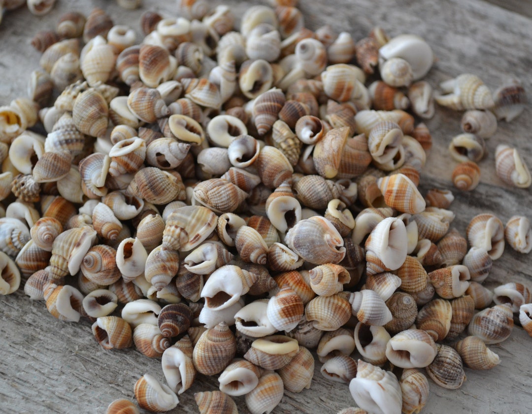 Nutmeg Shells, Craft Shells, Jewelry Shells ( 1/4 - 3/4")| 1/4 Cup - Etsy