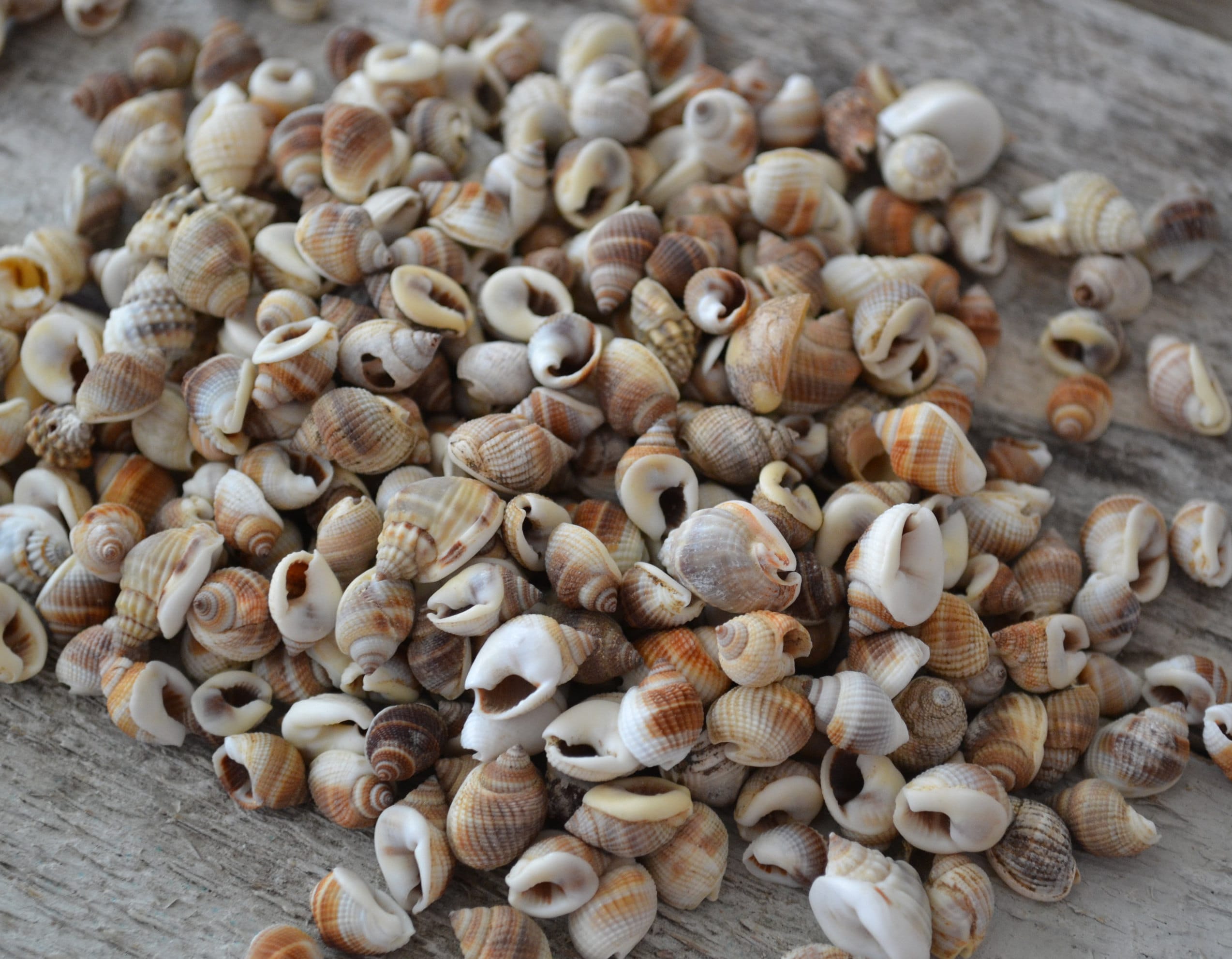 Nutmeg Shells Craft Shells Jewelry Shells 1/4 | Etsy