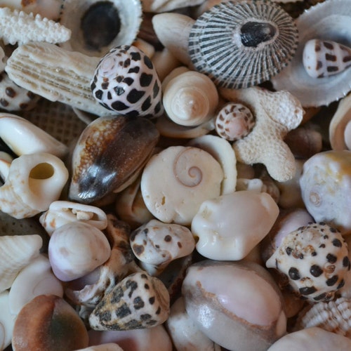 Indian Ocean Medium Seashell Mix 3/4 1 1/2 1 Cup - Etsy