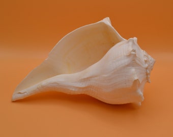 Florida Whelk Shell - Etsy