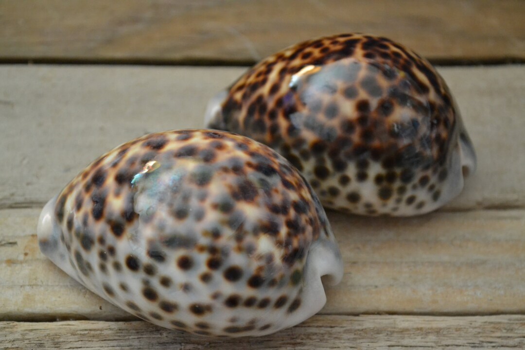 Tiger Cowrie Shells, Large (4.0 - 5.0") | 1 Piece - Etsy