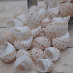 Nautica Oneida Shells, Moon Shells (1/2 - 7/8") | 10 Pieces - Etsy
