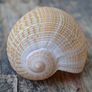 Paper Fig Shell (5") | 1 Piece - Etsy