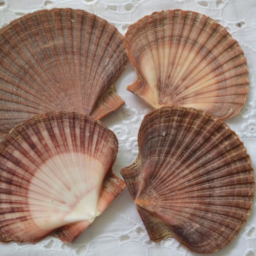 Mexican Flat Scallop Shells 2-3 5 Pieces - Etsy