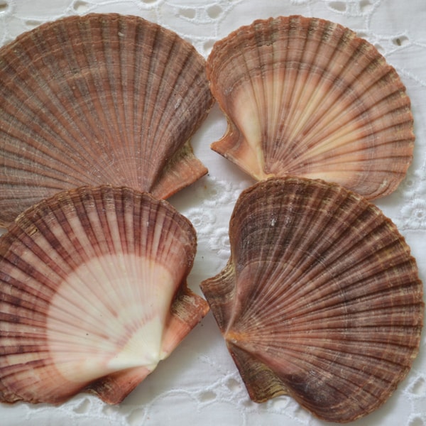 Large Scallop Shells - Etsy