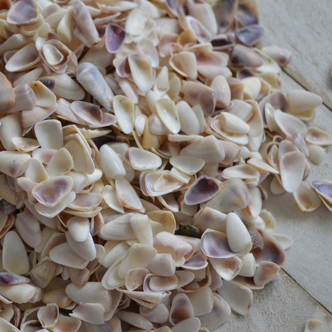 Tiny Natural Coquina ( 1/3 - 2/3") | 1/4 Cup - Etsy