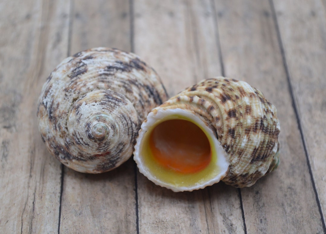 Natural Gold Mouth Green Turbo Shells, Hermit Crab Shells (read ...