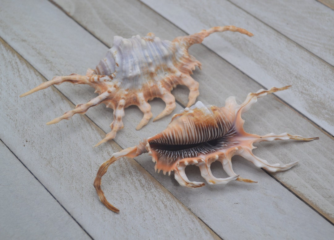 Lambis Scorpio, Scorpion Shell | 1 Shell - Etsy