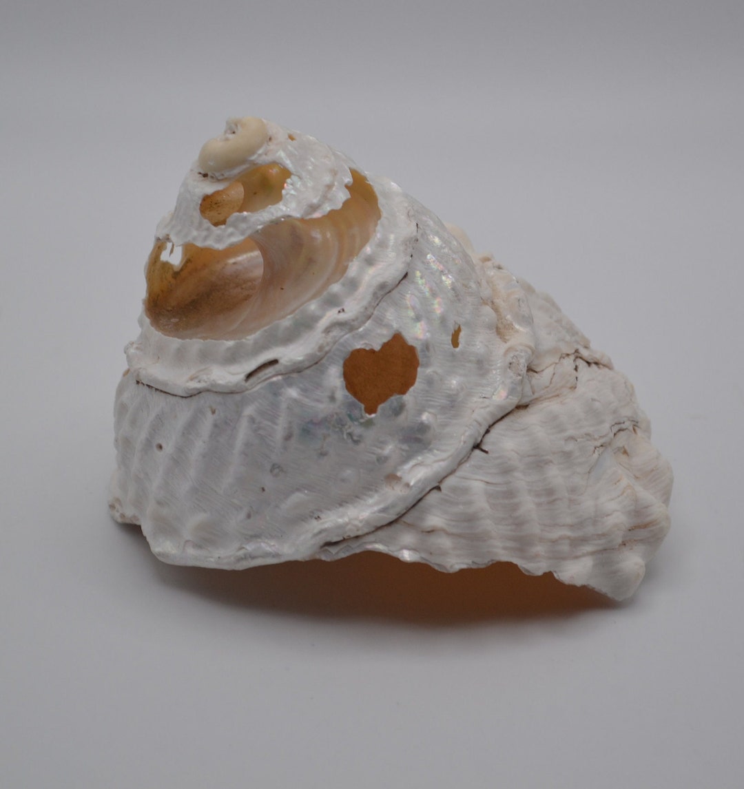 Giant Natural Astrea Undosa, Wavy Top Turban Shell | 1 Shell - Etsy