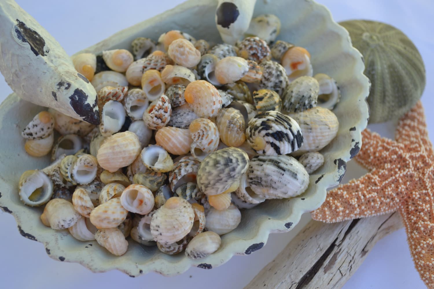 Nerite Shell Assortment Mixed Nerita Shells 1/4-1 | Etsy