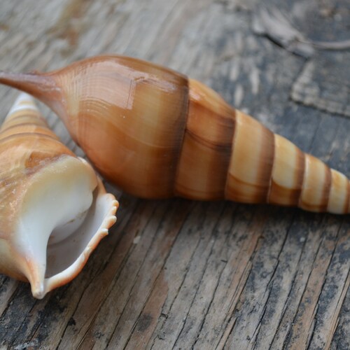 Paper Fig Shell 5 1 Piece - Etsy