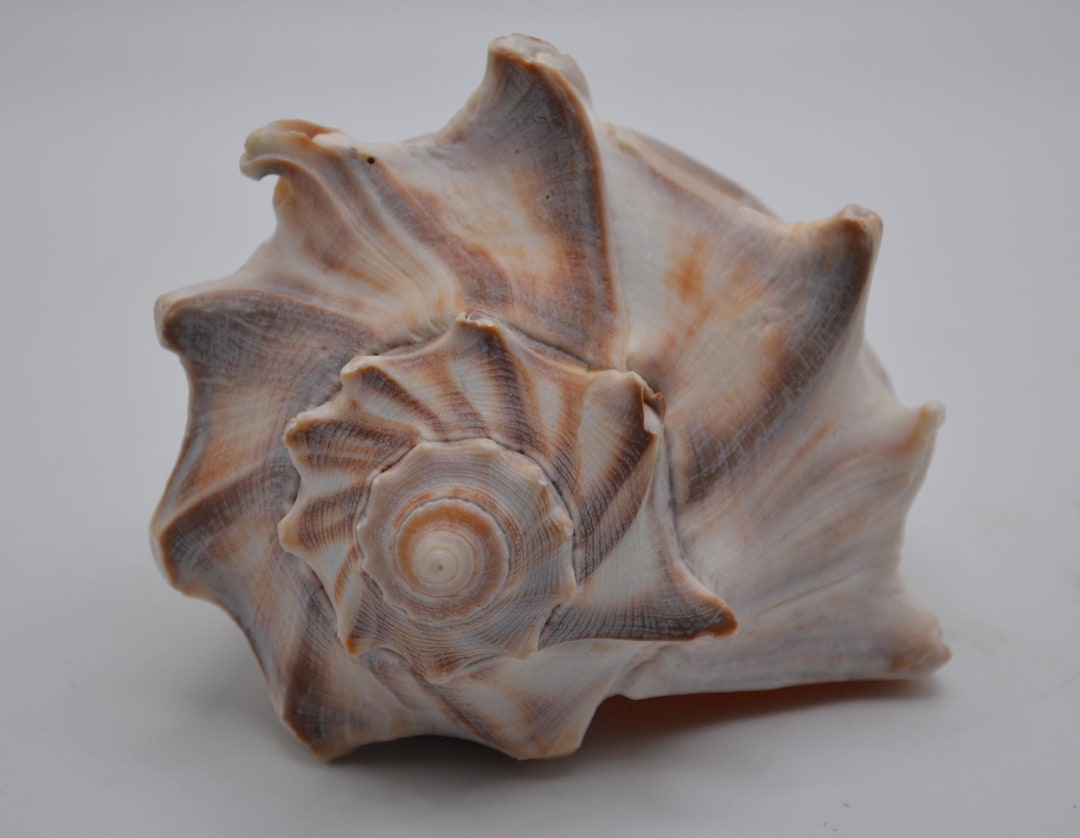 Natural Knobbed Whelk Shells, Chesapeake Bay - Etsy