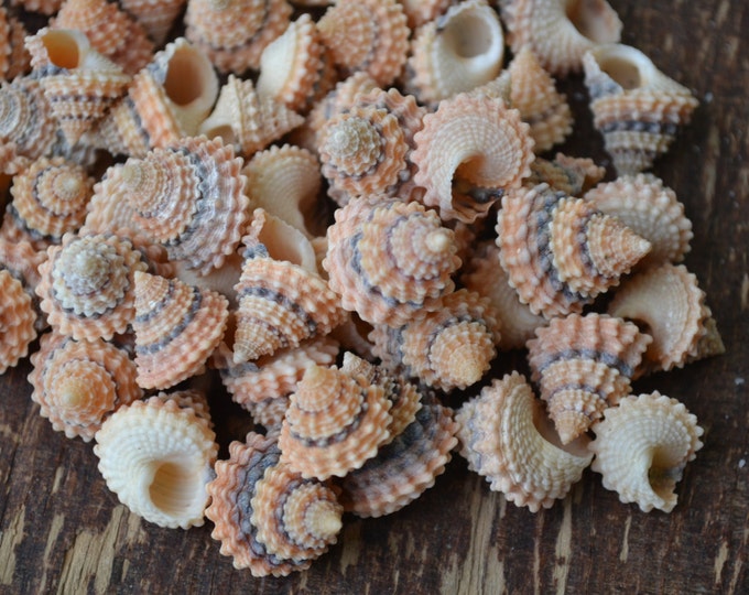 Bumble Bee Shell, Bee Hive Shells, Engina Mendicarea (1/4-1/2") | 10 ...