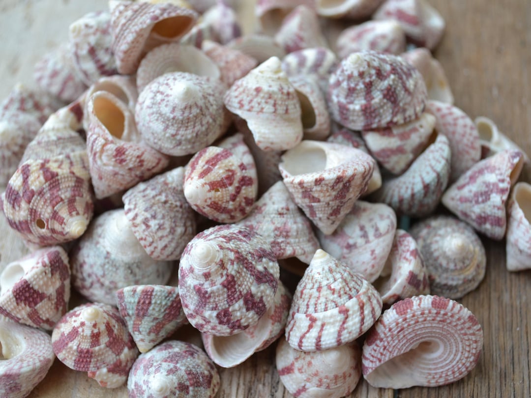 Trochus Radiatus Seashells (3/4 - 1 1/4") | 1/4 Cup - Etsy