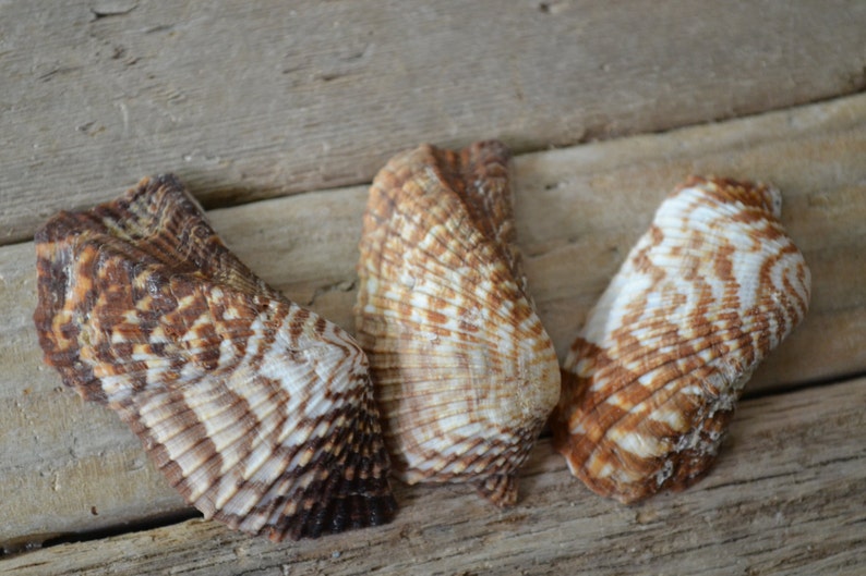 Turkey Wing Shells, Turkey Wing Ark Shell, Arca Zebra Shell ( 1.5 - 2.5 ...