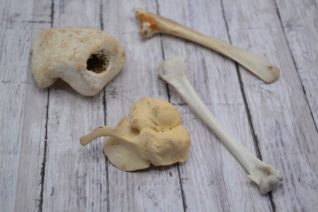 Mixed Beach Bone Mix - Etsy