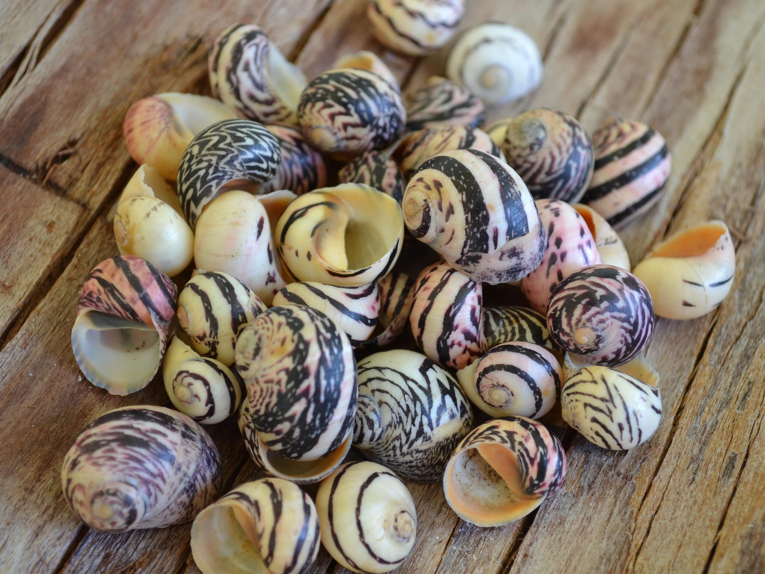 Nerita Dubia Nerite Shells Snail Shells 1/2 3/4 | Etsy