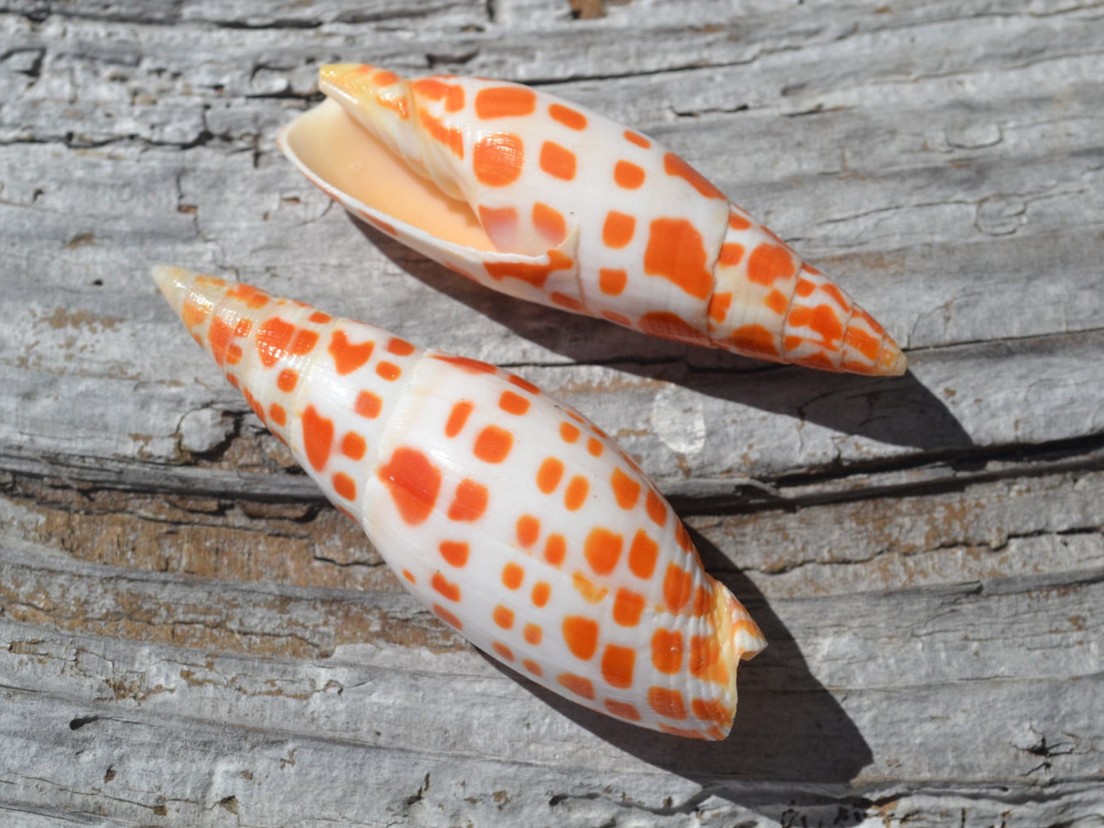 Mitra Mitra Shells Episcopal Miter Shells 2.5 3 2 - Etsy