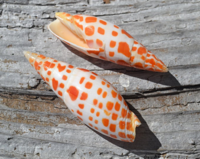 Precious Wentletrap, Epitonium Scalare Shells 1.75 2 1 Piece - Etsy