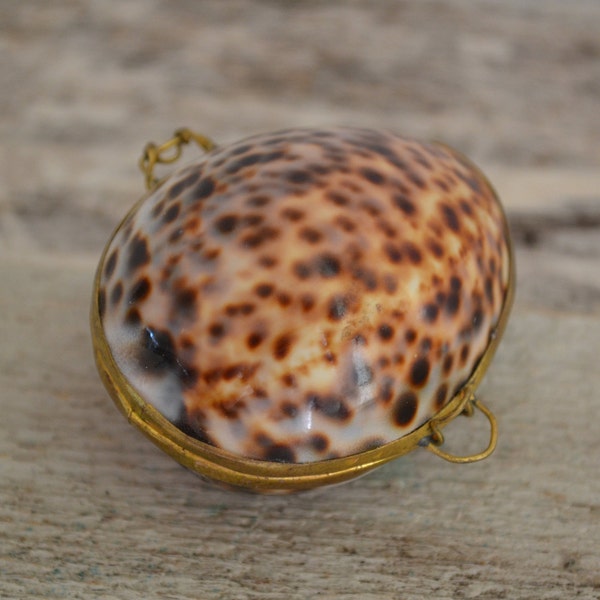 Shell Coin Purse - Etsy