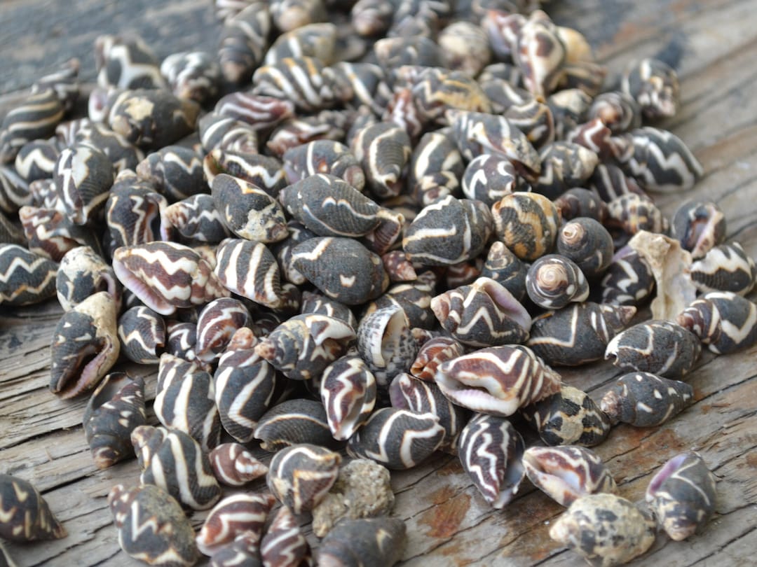 Pyrene Ocellata Shells, Vietnam Shells (apx 1/4 - 1/2") | 1/8 Cup - Etsy