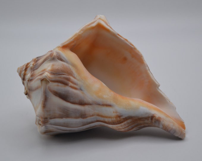 Naturta Knobbed Whelk Shell 5 1 Shell - Etsy