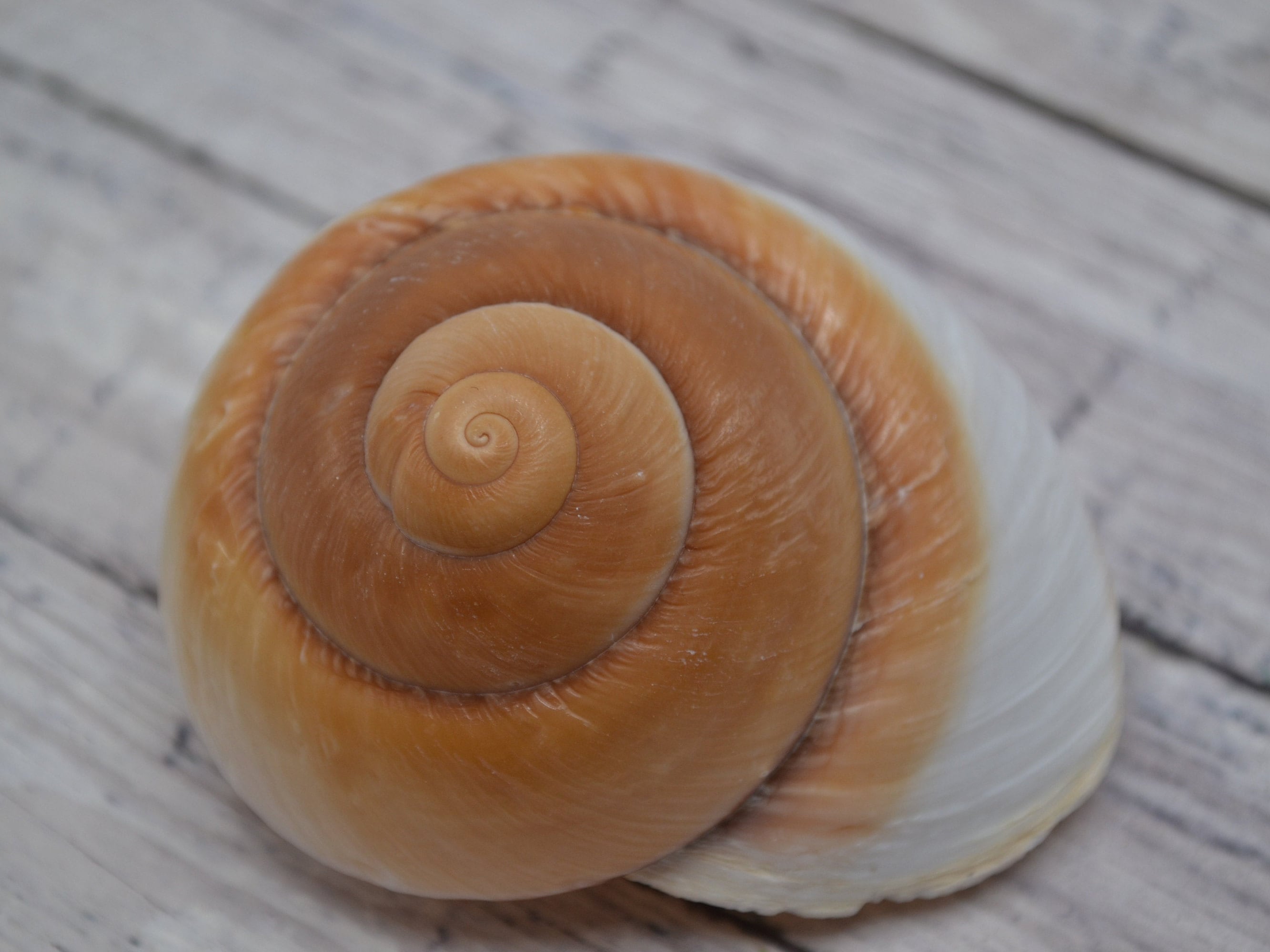Giant Pink Sea Snail