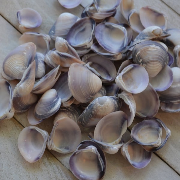 Purple Clam Shells - Etsy