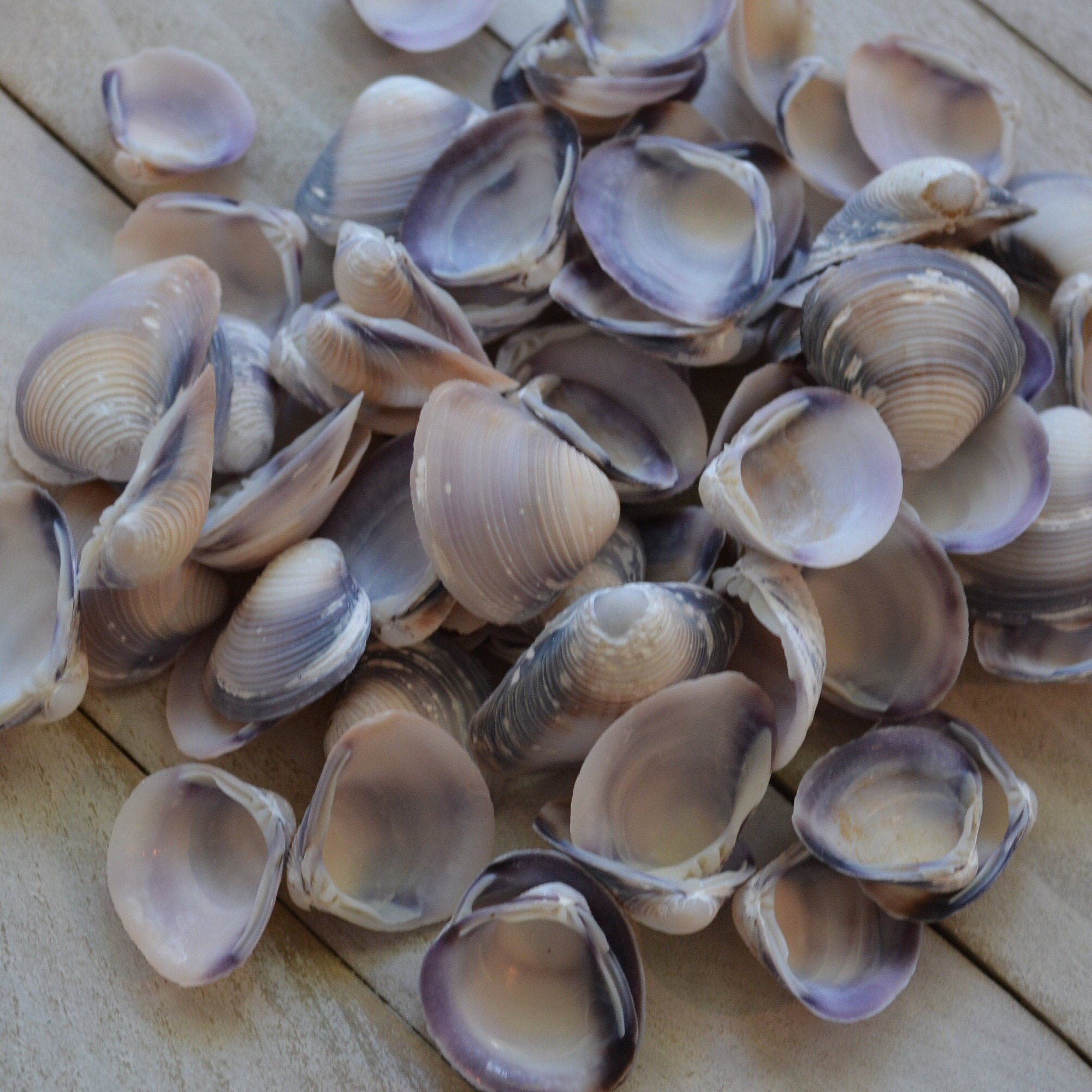 Purple Baby Clams-34-1-Purple Clam Shells-Purple Seashells-Crafting ...