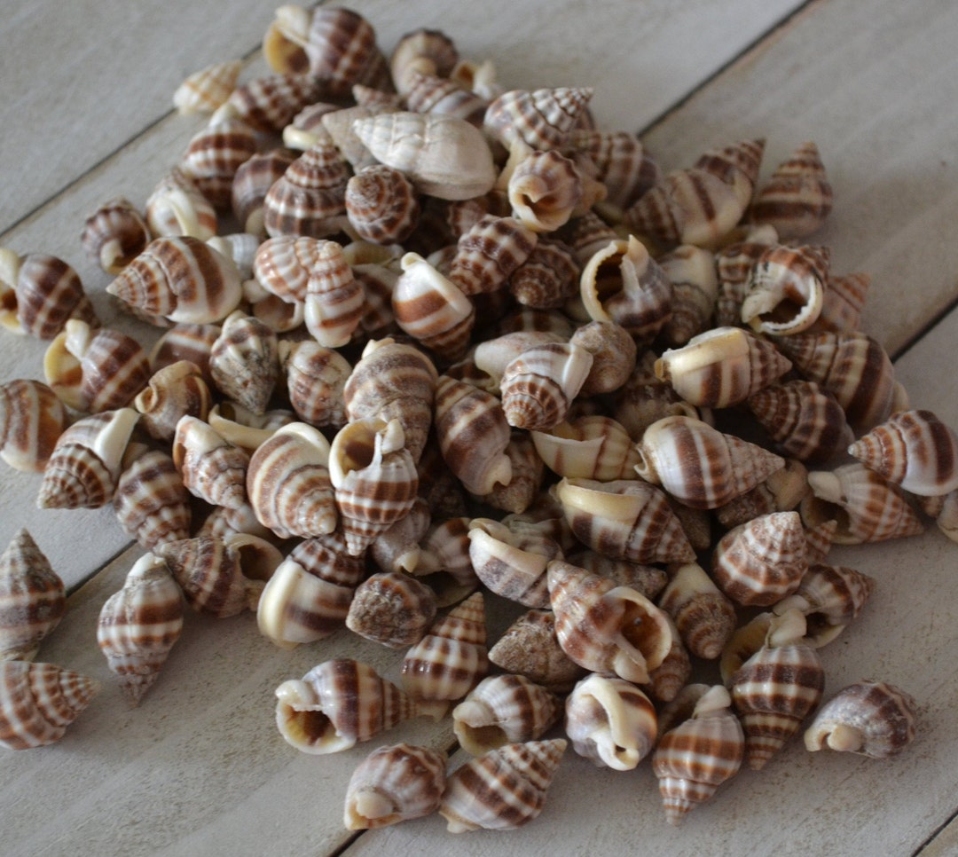 Nassarius Phyris, Nassarius Phyrum, Nassa Shells (apx 3/4") | 1/4 Cup ...