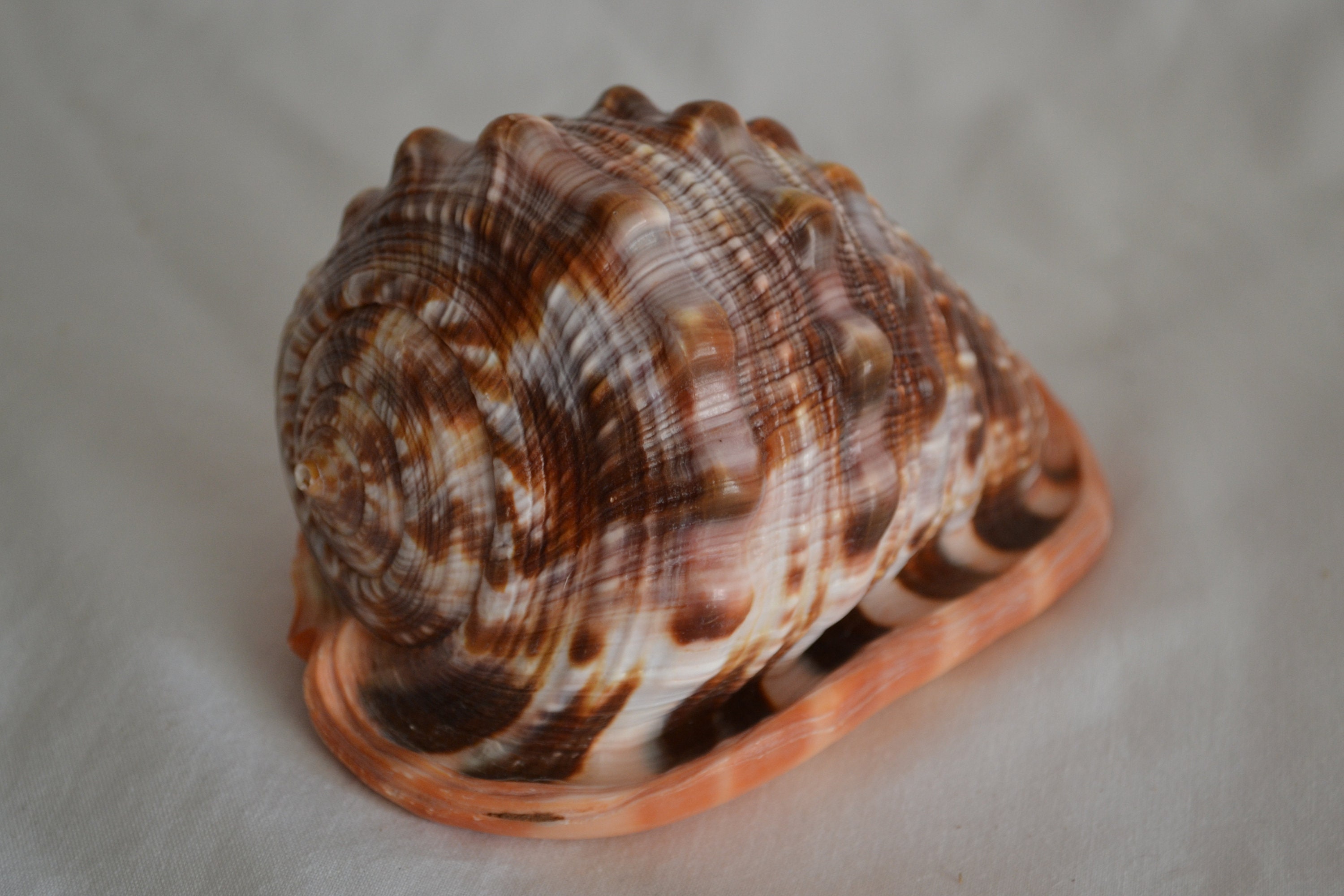 Cassis Rufa Cypraecassis Rufa Conch Shell 5-6 | Etsy