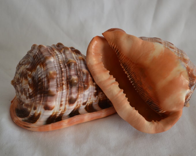 Cassis Rufa, Cypraecassis Rufa, Conch Shell (5-6") - Etsy