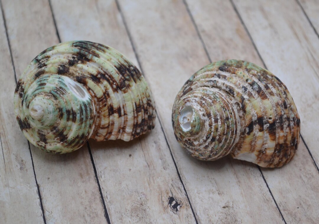 A Pair of Natural #2 Green Turbo Shells (SL318) | 2 Shells - Etsy