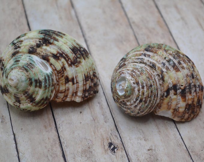 A Pair of Natural #2 Green Turbo Shells (SL318) | 2 Shells - Etsy