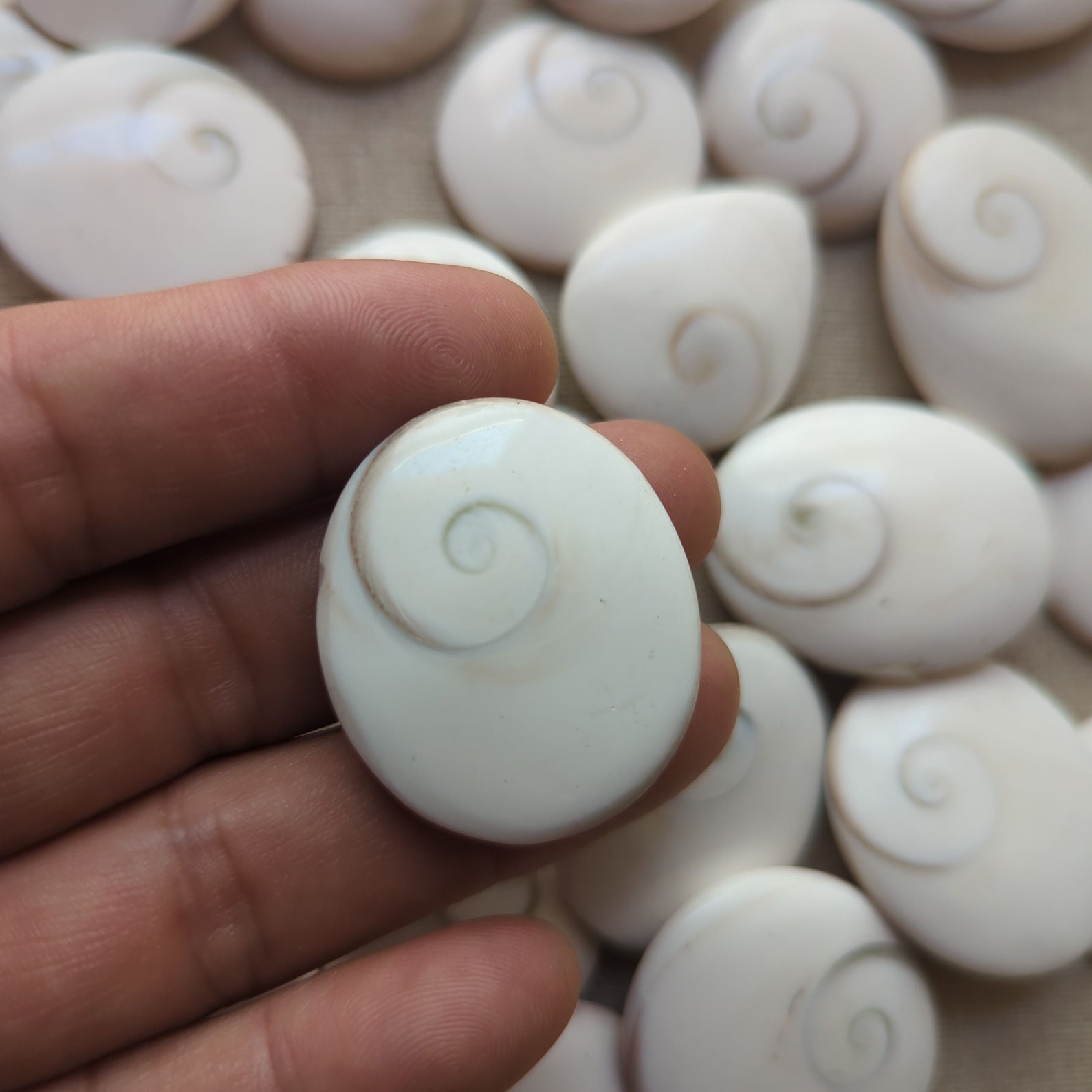 Shiva Eye Shell Shaped Round Disk Conch Shell - Etsy